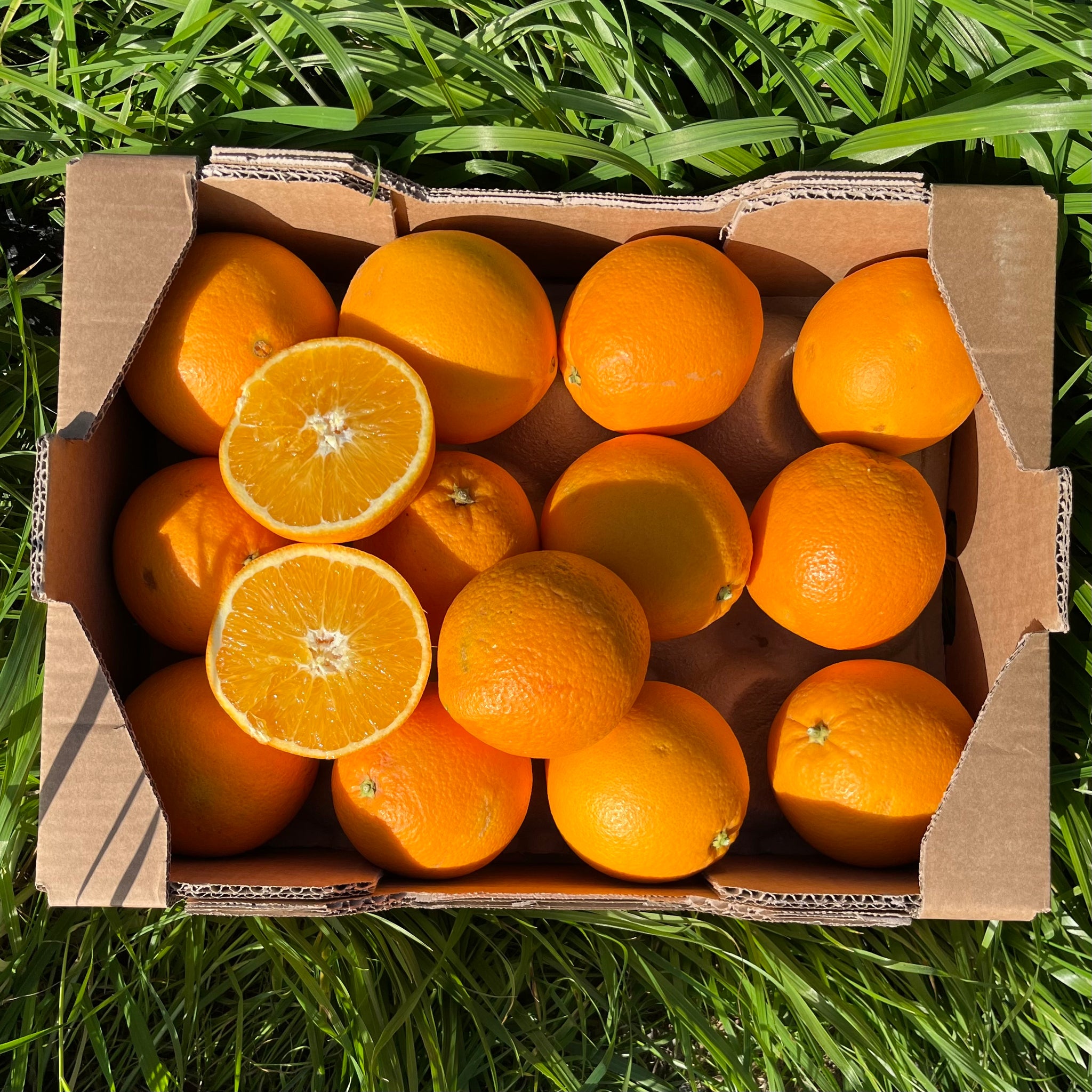 Naranja de Nuestros Agricultores – Europa Agricult Product