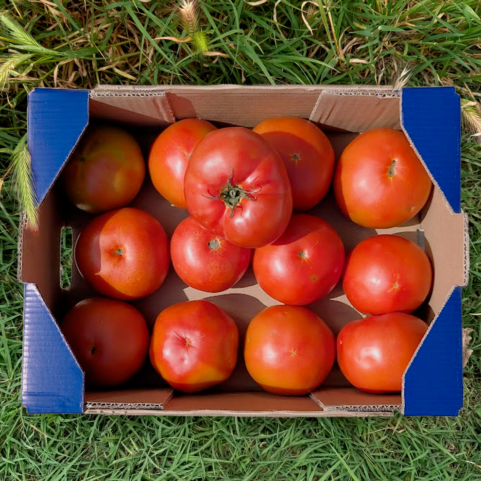 Tomate Daniela de Nuestros Agricultores – Europa Agricult Product