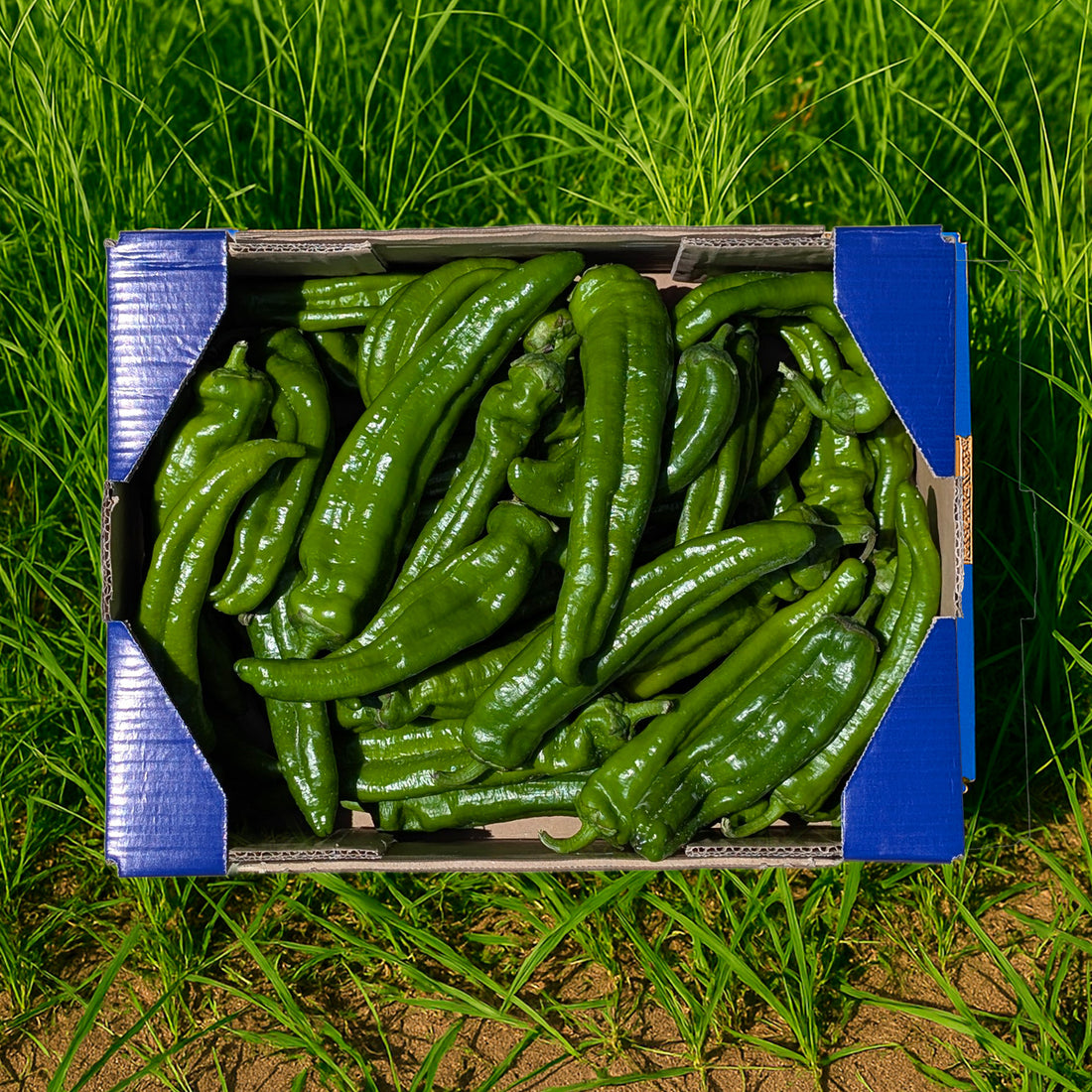 Pimiento Italiano de Nuestros Agricultores – Europa Agricult Product